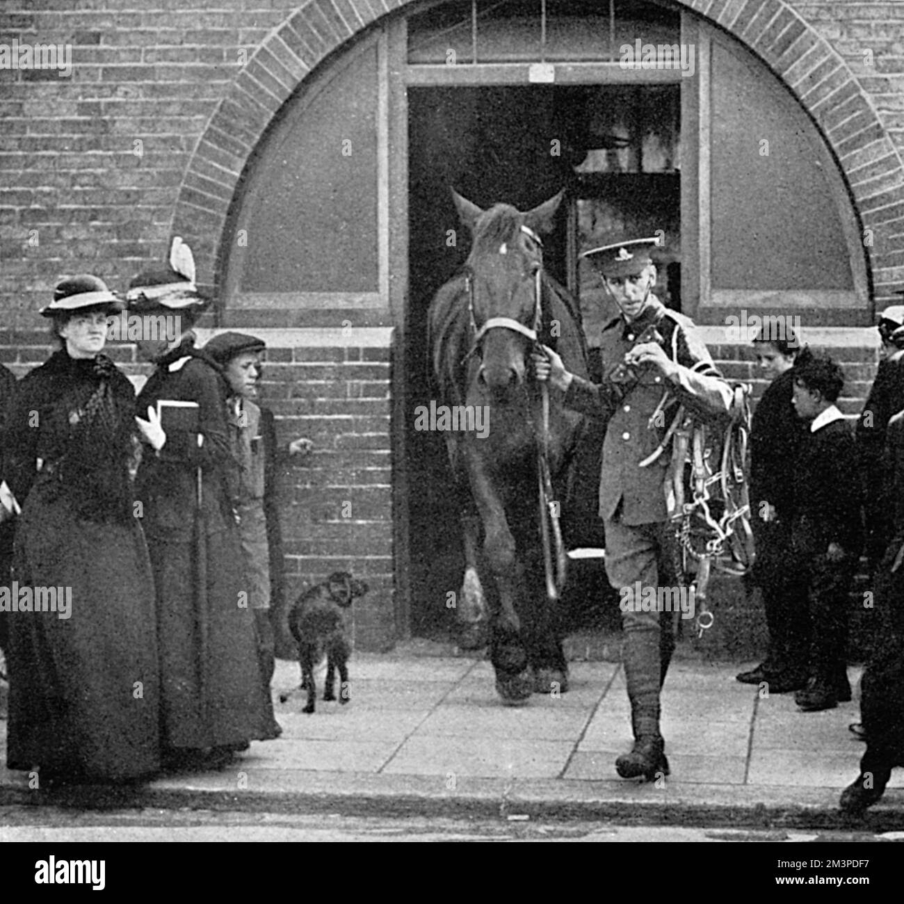 Army commandeering railway horses at Bexhill, WW1 Stock Photo - Alamy