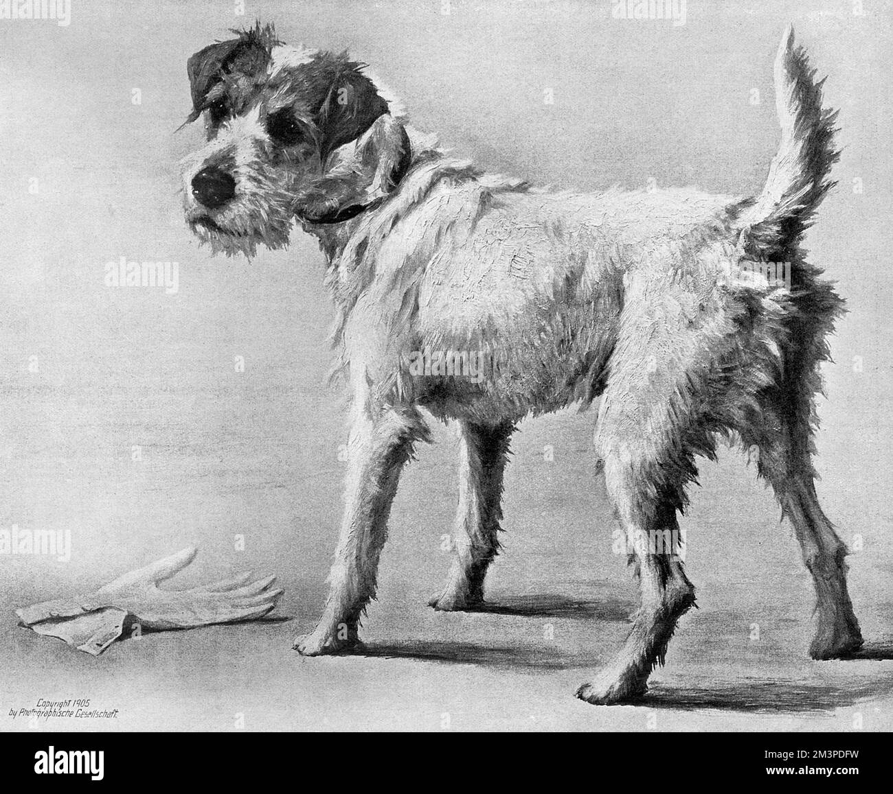 Caesar, King Edward VII's favourite fox terrier by Maud Earl Stock ...