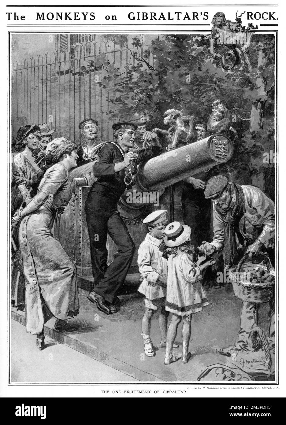 The Monkeys on Gibraltar's Rock by Matania Stock Photo - Alamy