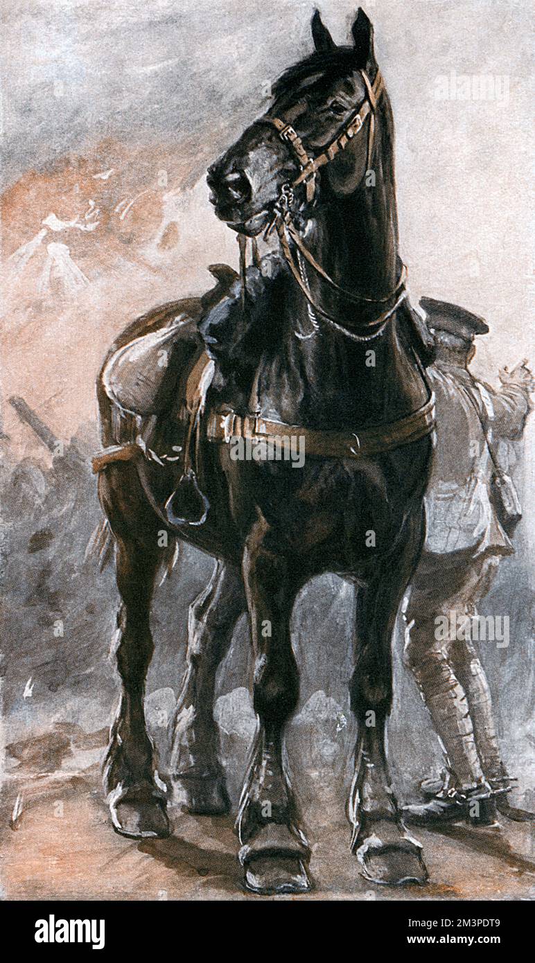 An artillery horse in the British Army during the First World War ...