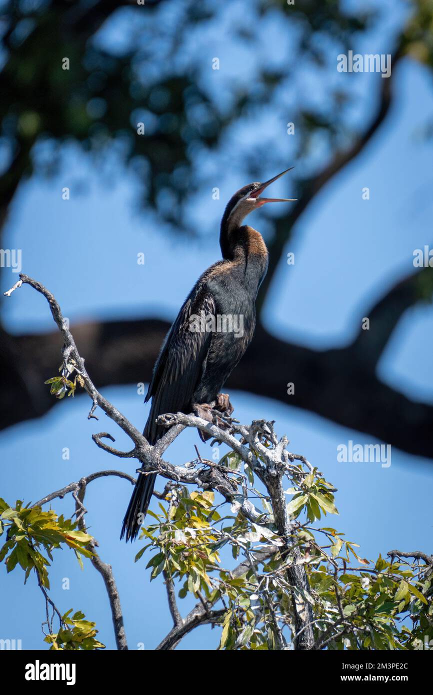 African darter bird wildlife beak hi-res stock photography and images ...