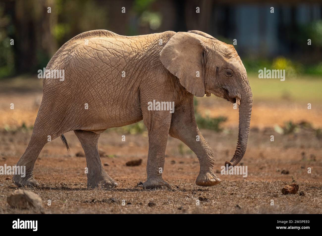 Young African bush elephant strolls past lodge Stock Photo - Alamy