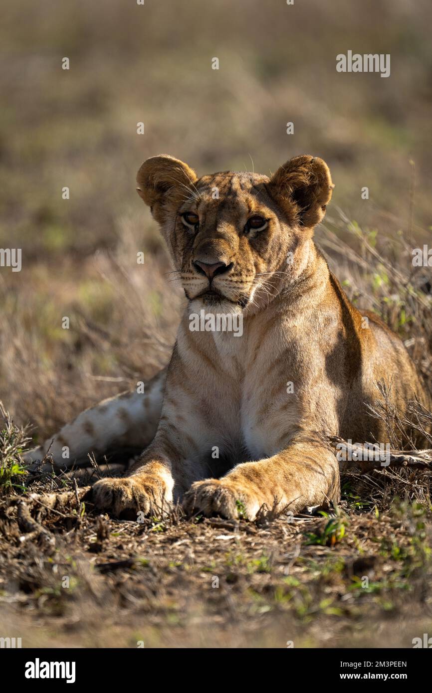 Young lion lies staring on short grass Stock Photo - Alamy