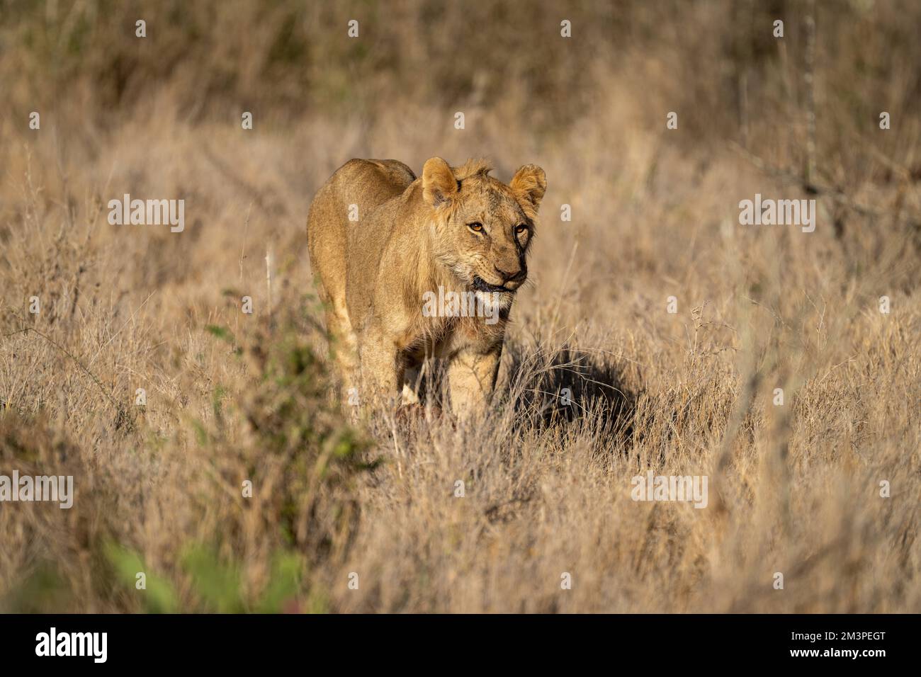 Young male lion stands growling in grass Stock Photo - Alamy