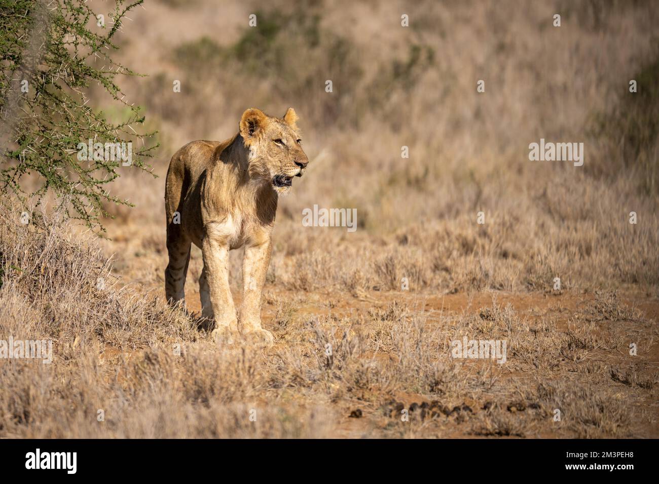 Young male lion stands staring beside bush Stock Photo - Alamy