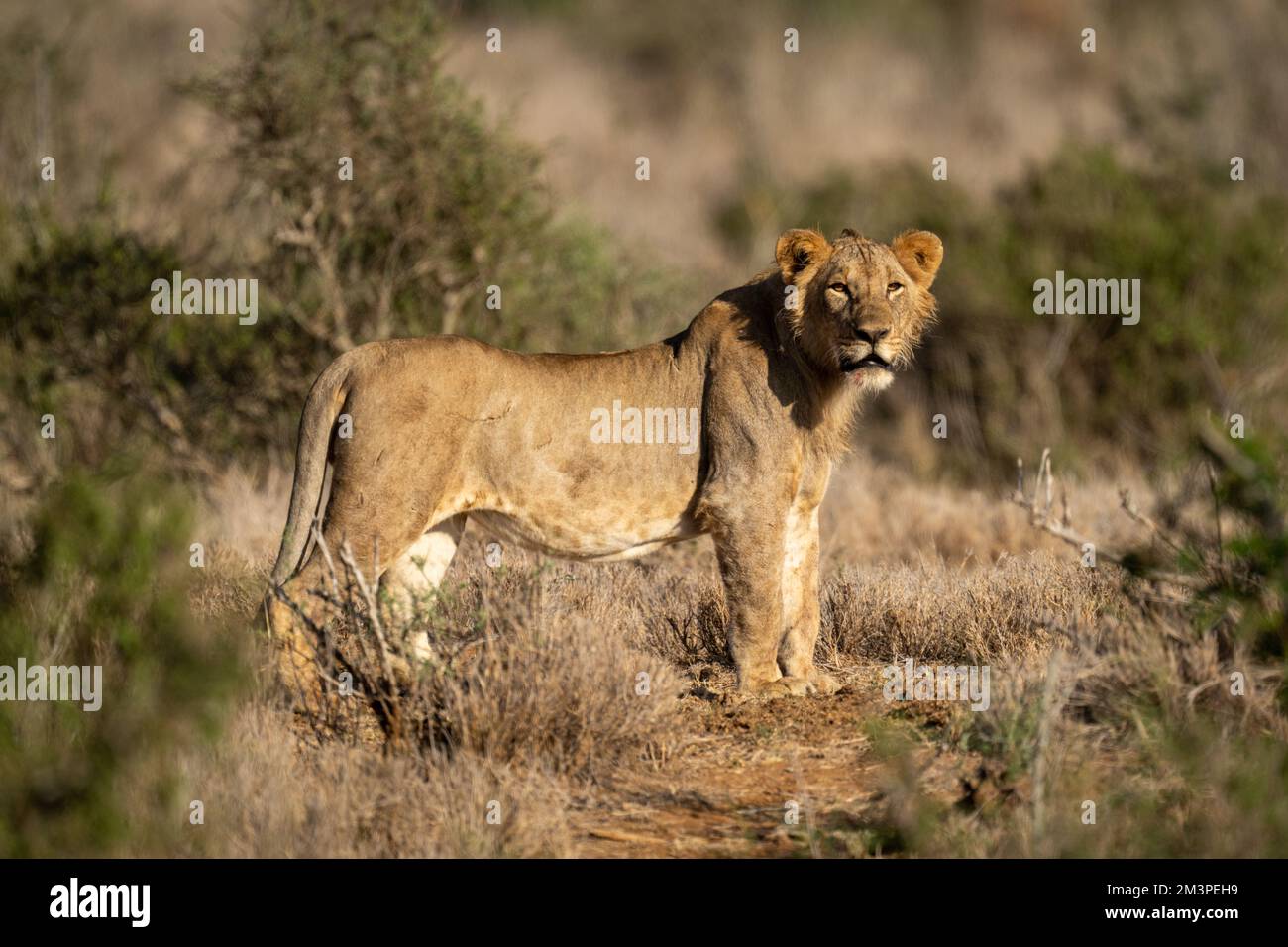 Young male lion stands hi-res stock photography and images - Alamy