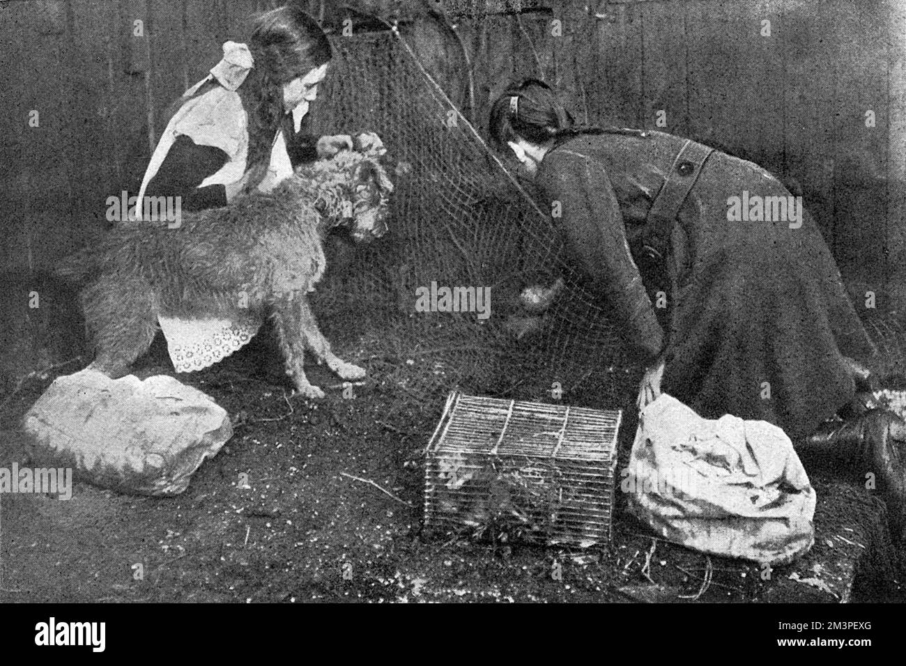 Rat catching on the home front during WWI Stock Photo - Alamy