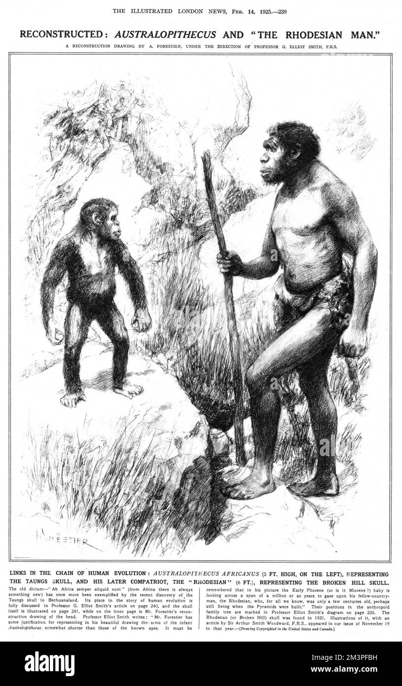 Reconstructed: Australopithecus and the Rhodesian Man. Links in the ...