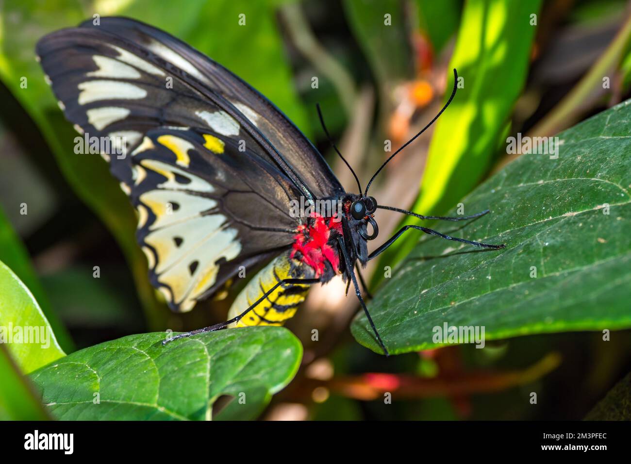 Ornithoptera Alexandrae Flying