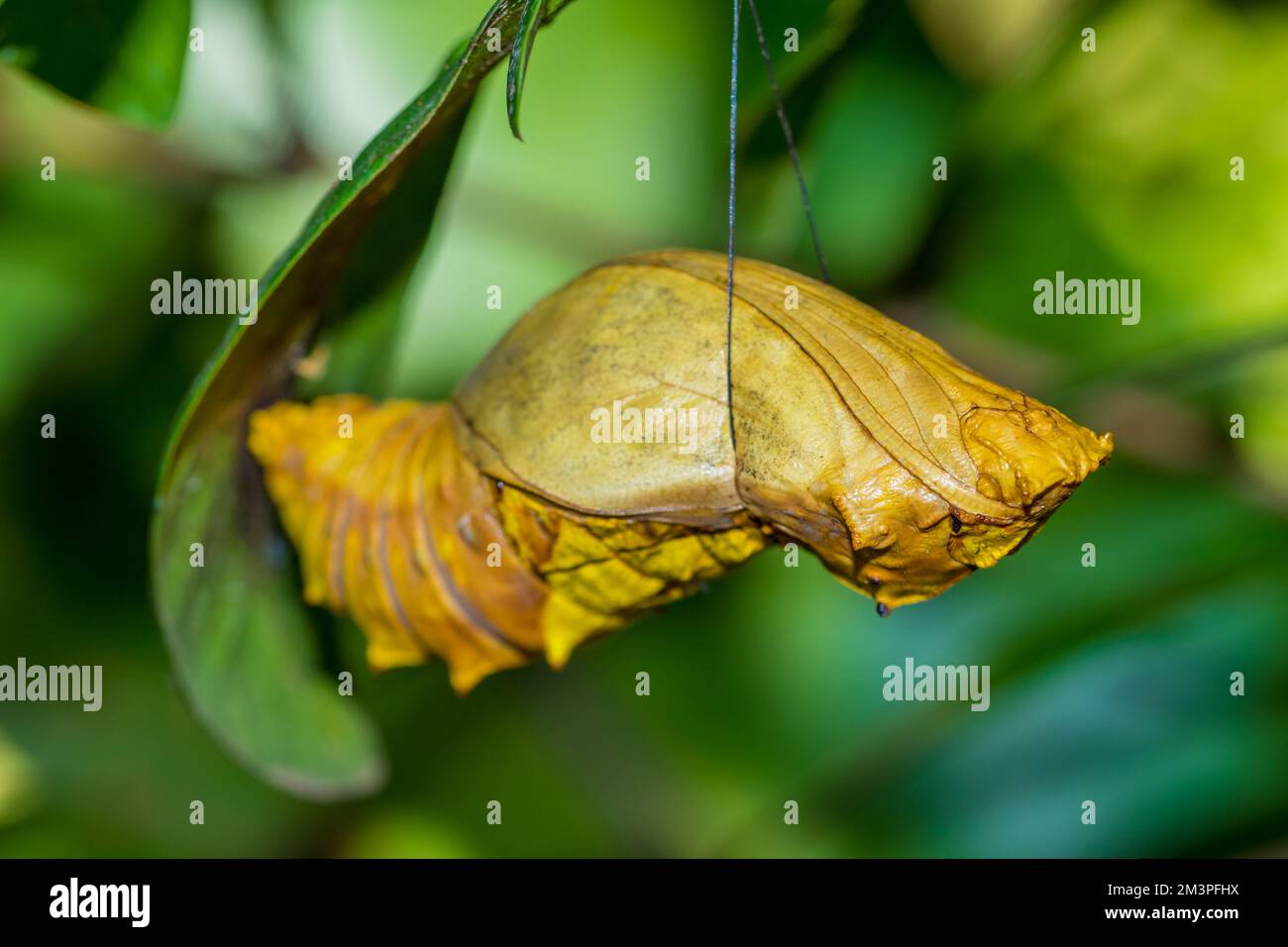 Newborn Queen Alexandra's birdwing butterfly in papua New Guinea - The ...