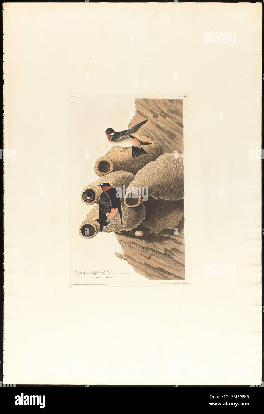 Republican cliff swallow : Male, 1. F, 2. Egg, 3. Nest, 4. Hirundo ...