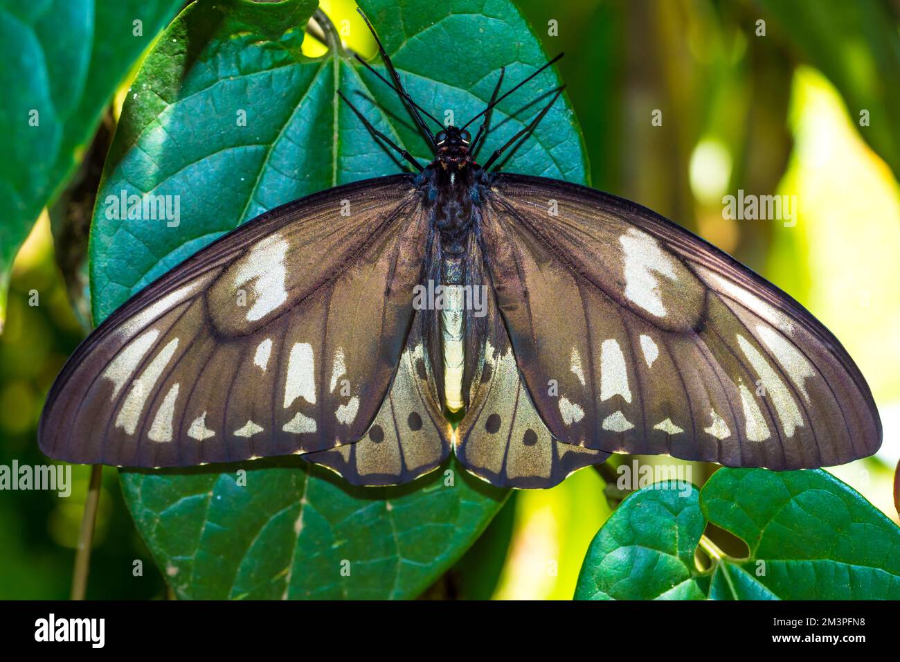 Queen alexandra's birdwing butterfly hi-res stock photography and ...
