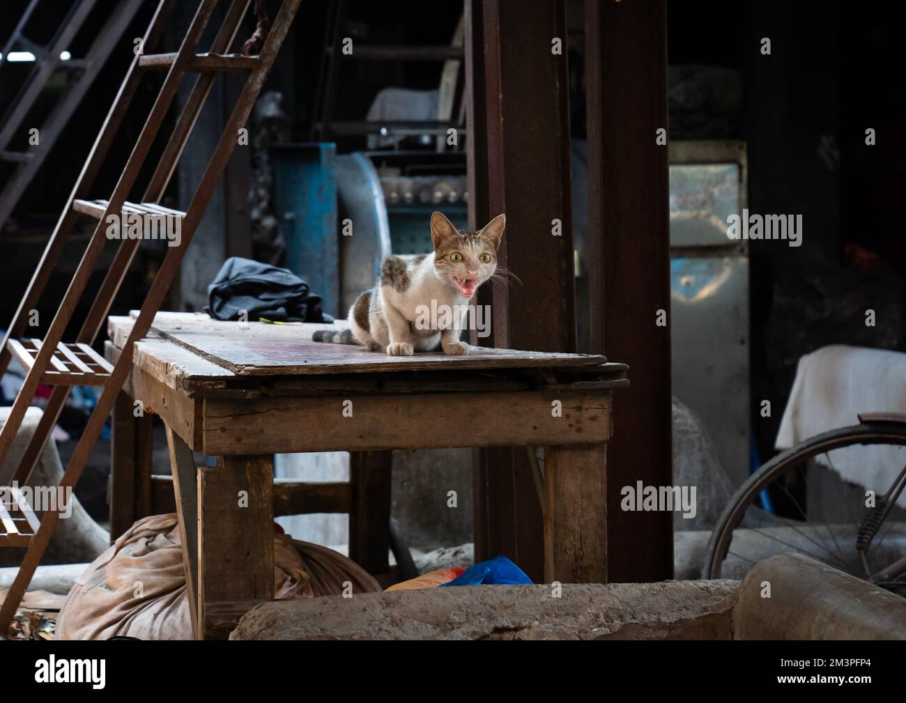 India224448 hi-res stock photography and images - Alamy