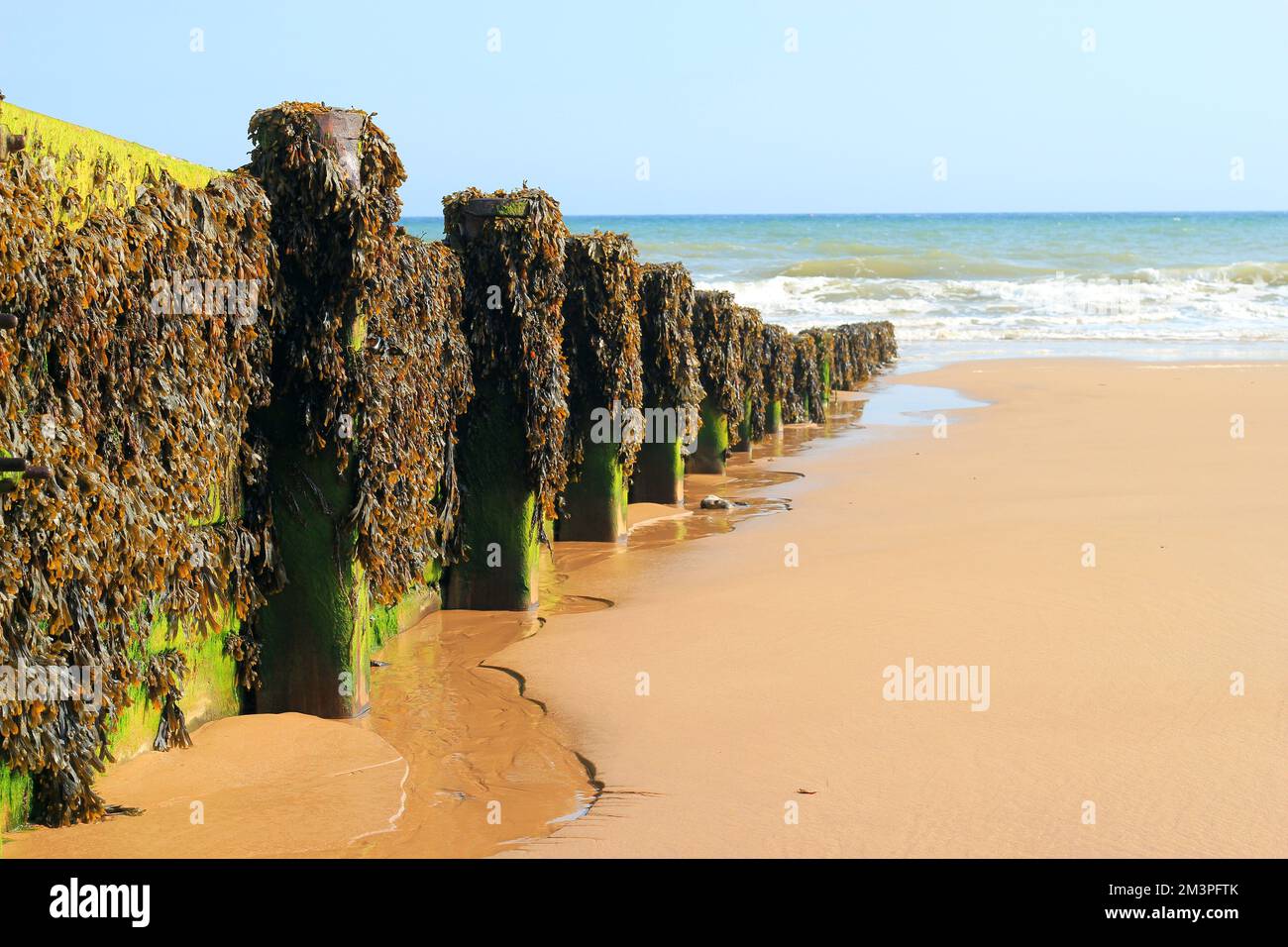 Groyne or sea defence covered in sea weed stretching along sandy beach ...