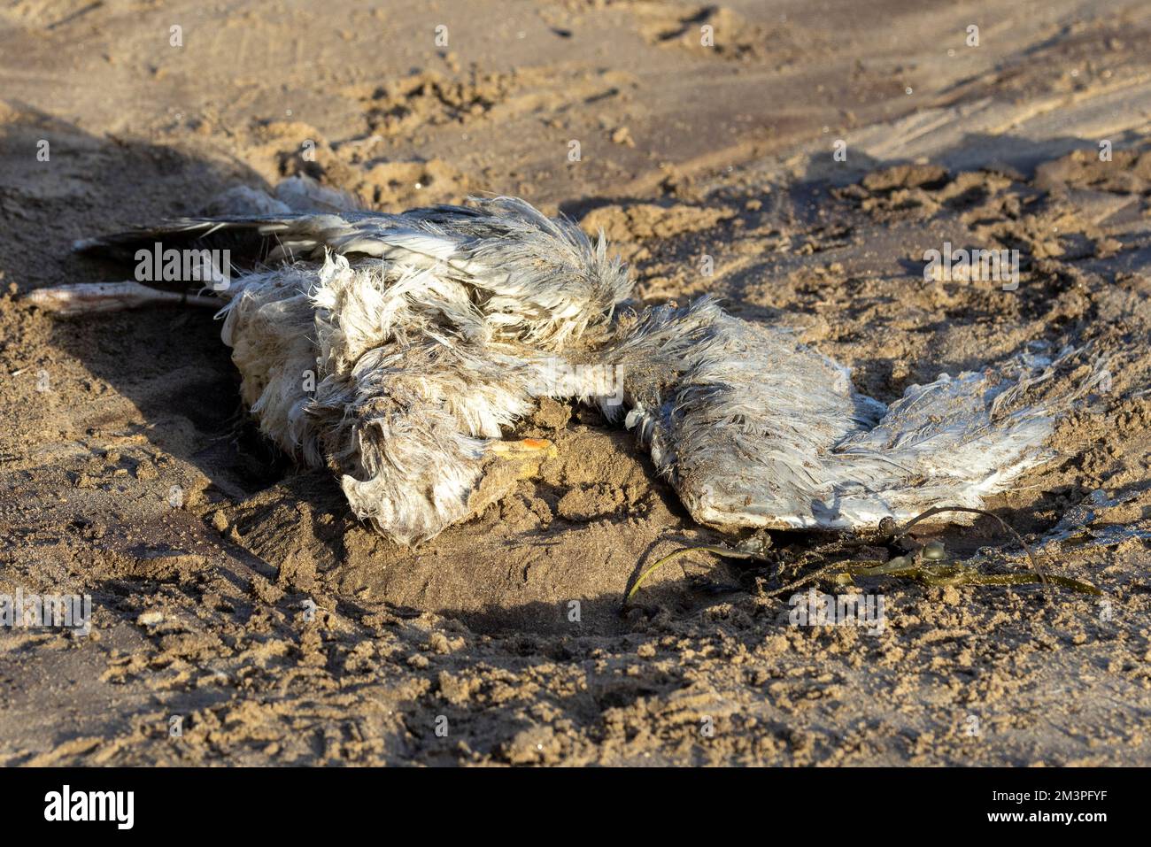 The body of a Herring Gull washed up on the tide is a sign of the Bird ...