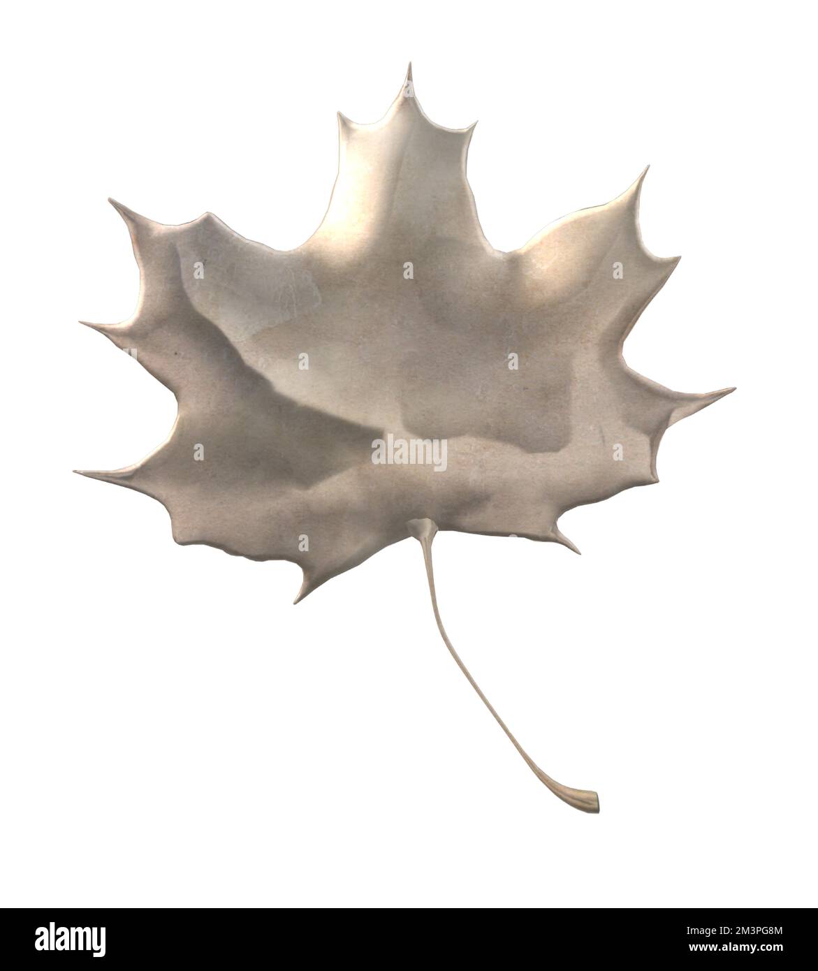 Silver maple trees hi-res stock photography and images - Alamy