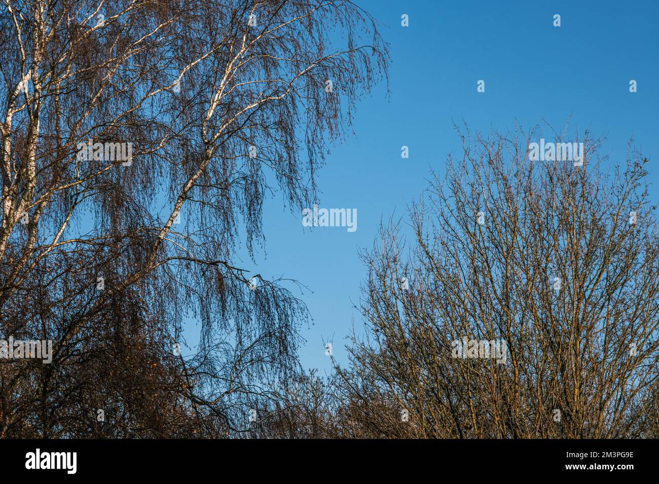 Trees With No Leaves On A Cold Winters Morning With No People Stock ...