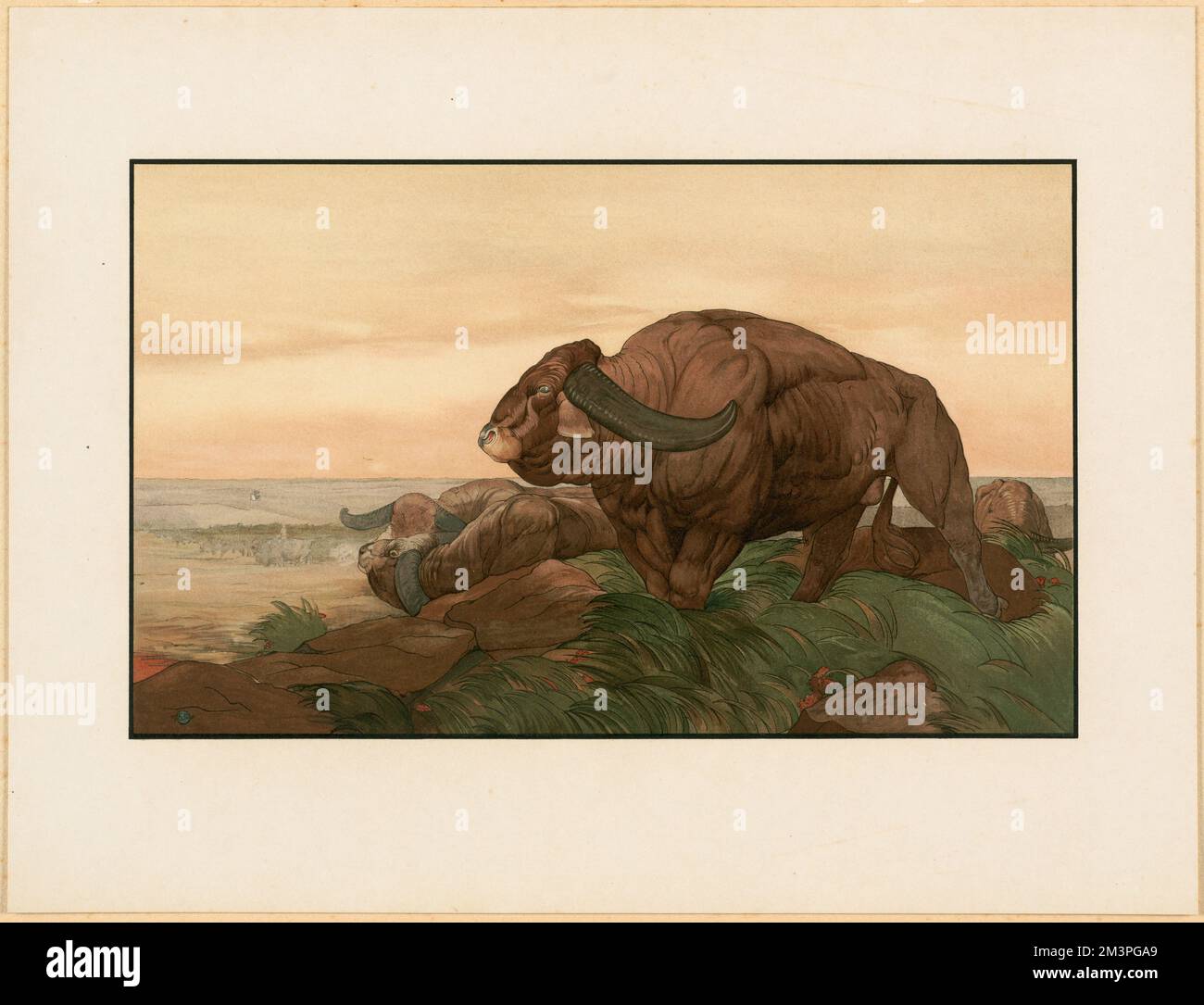 The return of the buffalo herd , Water buffaloes. John D. Merriam ...