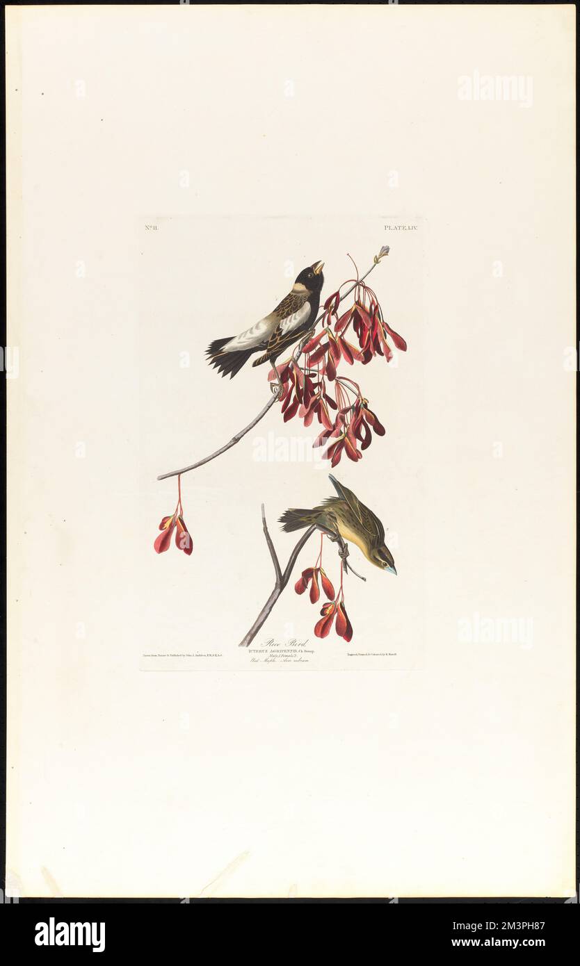 Rice bird : Icterus agripennis, Ch. Bonap. Male, 1. Female, 2. Red ...