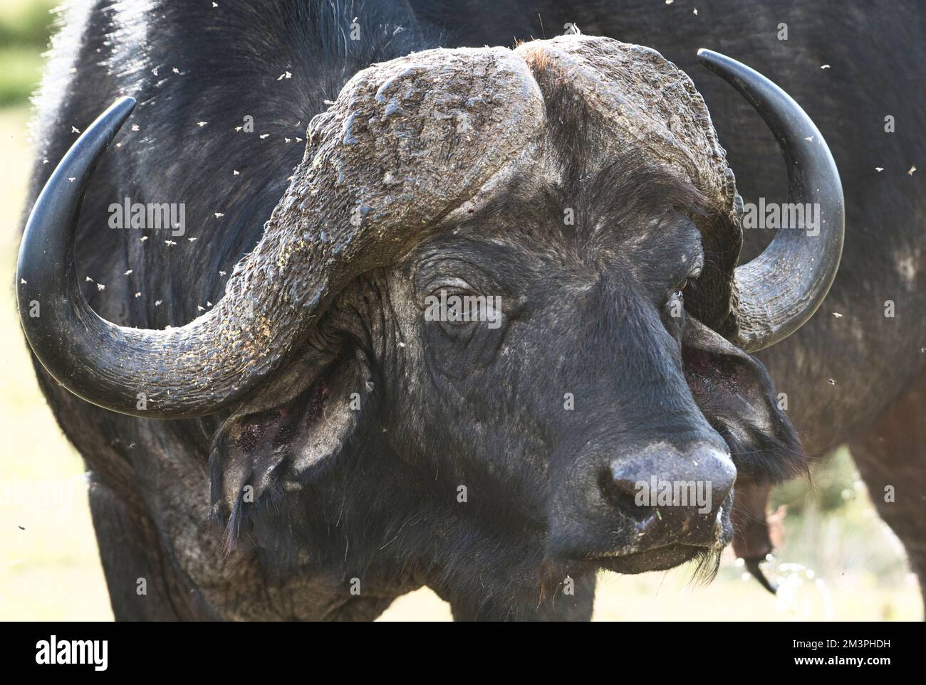 Head of a cape or African buffalo (Syncerus caffer), showing some of ...