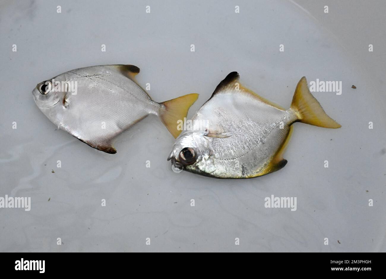 Berlin, Germany. 16th Dec, 2022. Two fish swim in a tank filled with ...
