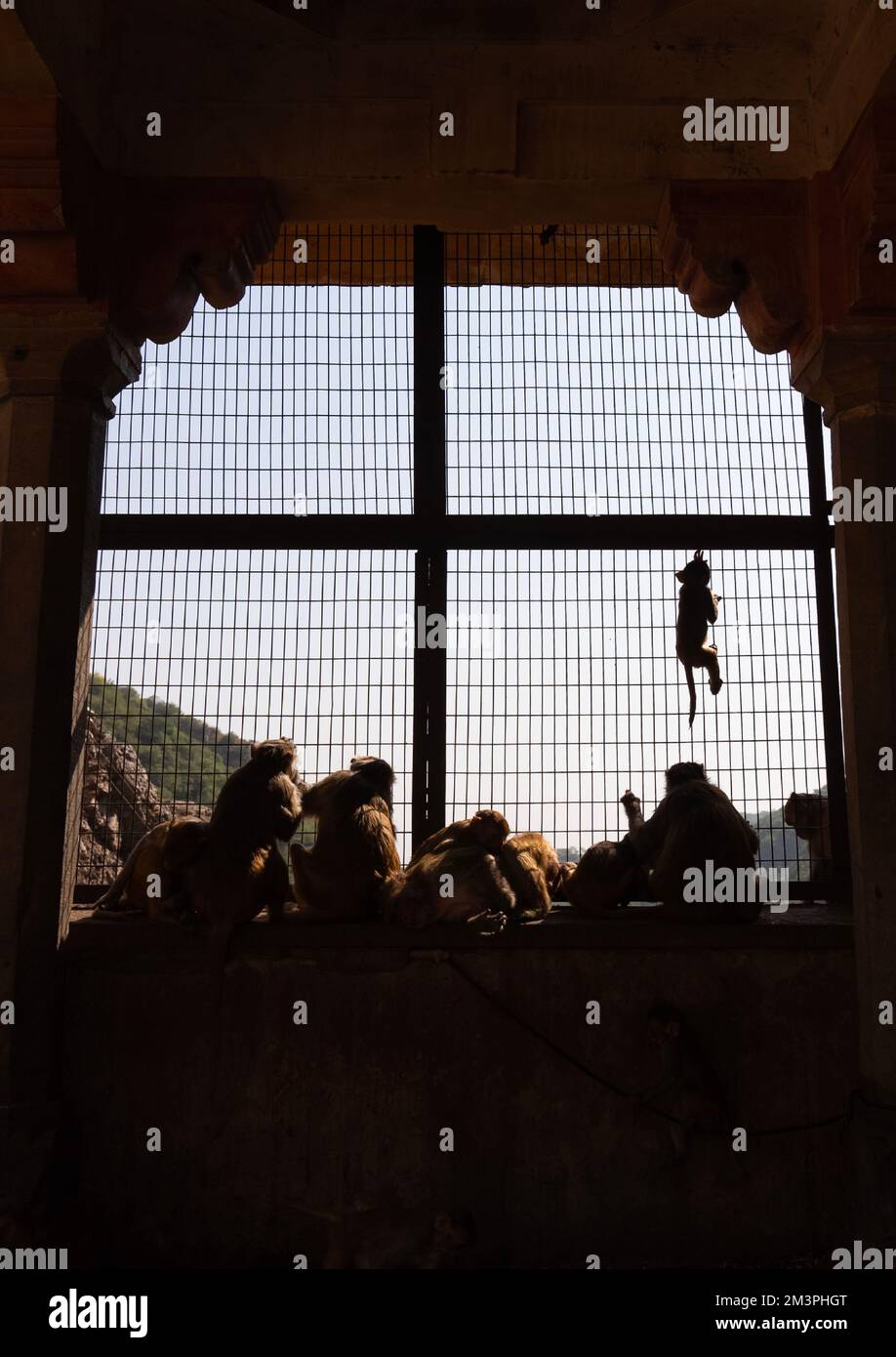 Monkeys in Galtaji temple, Rajasthan, Jaipur, India Stock Photo - Alamy