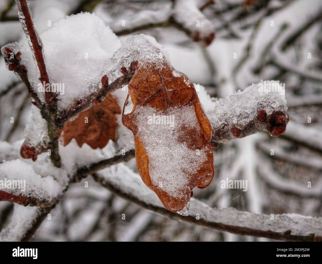 Munich, Bavaria, Germany. 16th Dec, 2022. Scenes from the Langwied ...