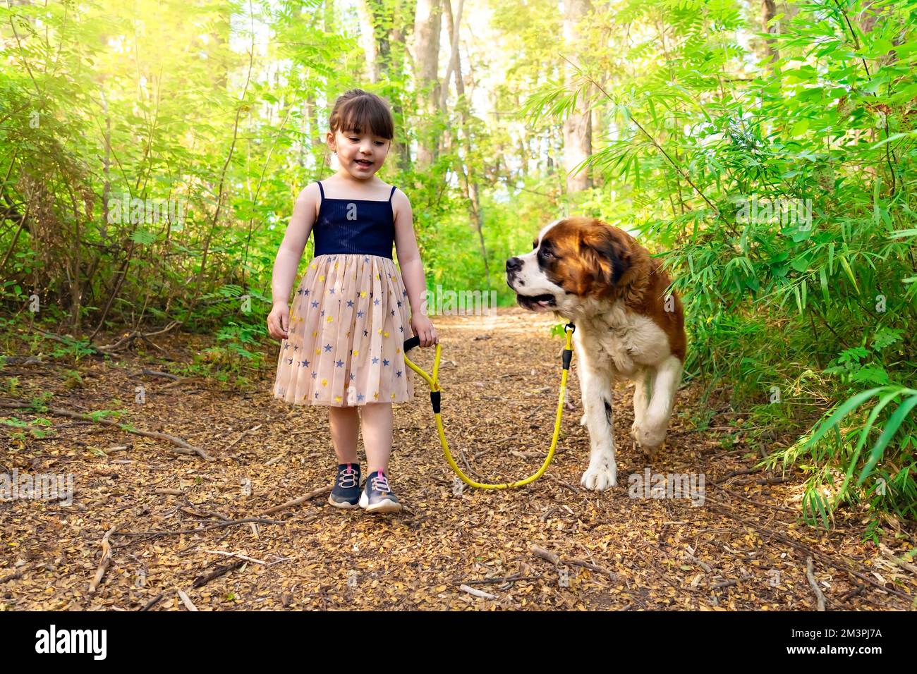 Little cute girl walking with big St. Bernard dog in the forest Stock ...