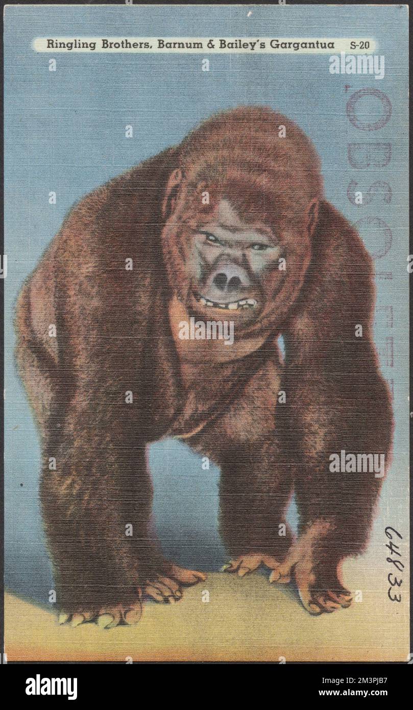 Ringling Brothers, Barnum & Bailey's Gargantua , Gorillas, Circus ...