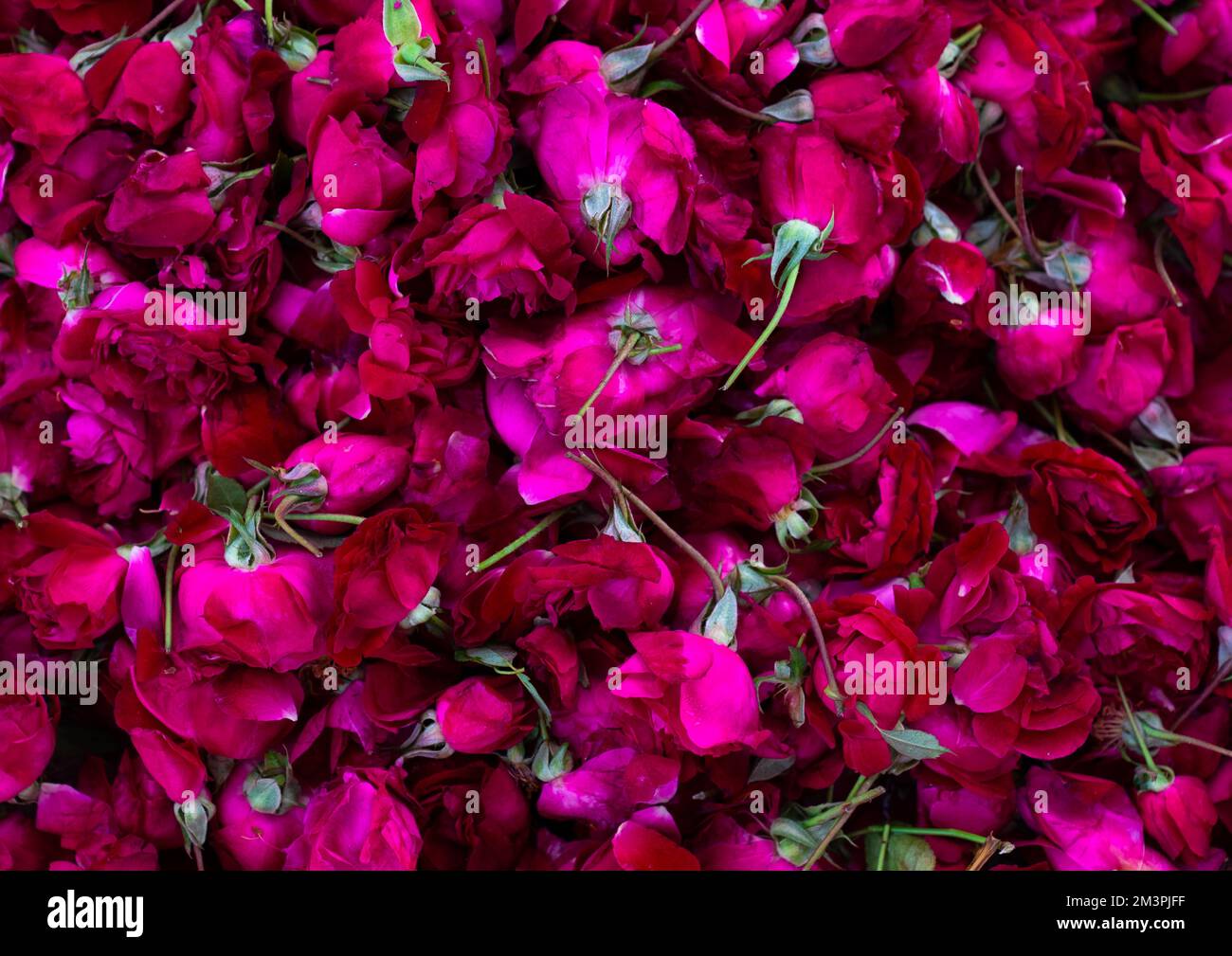 Roses for sale in the flower market, Rajasthan, Jaipur, India Stock ...