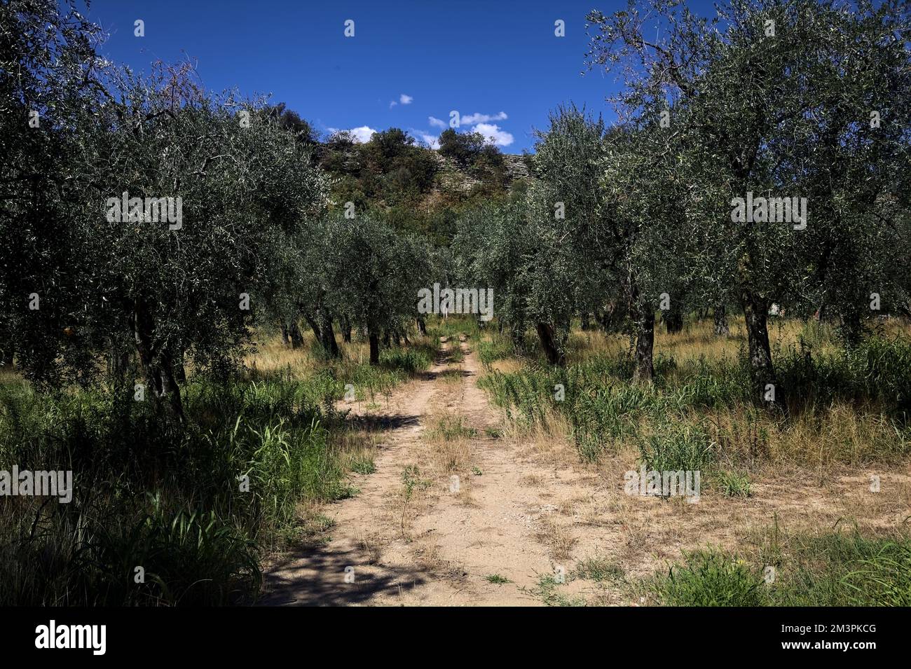 Olive tree grove on a cloudy day with a mountain ridge in the ...