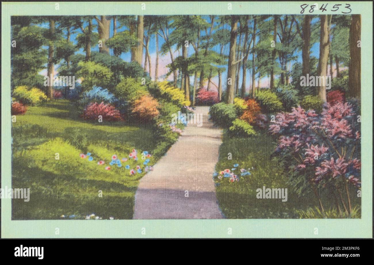 Road, shrubs to either side and trees in background , Roads, Trees ...