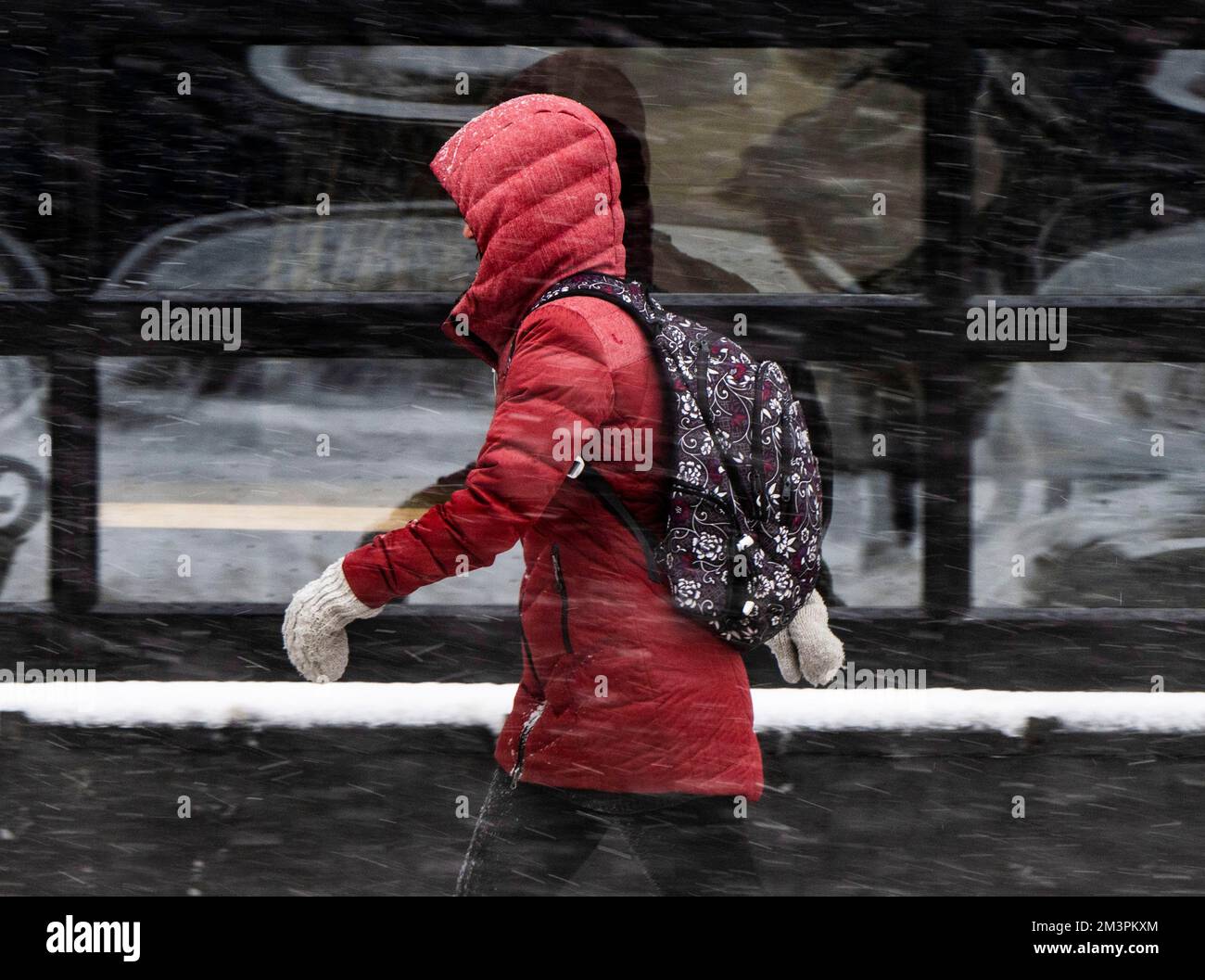 A pedestrian faces the blowing snow as they walk up Bank Street in ...