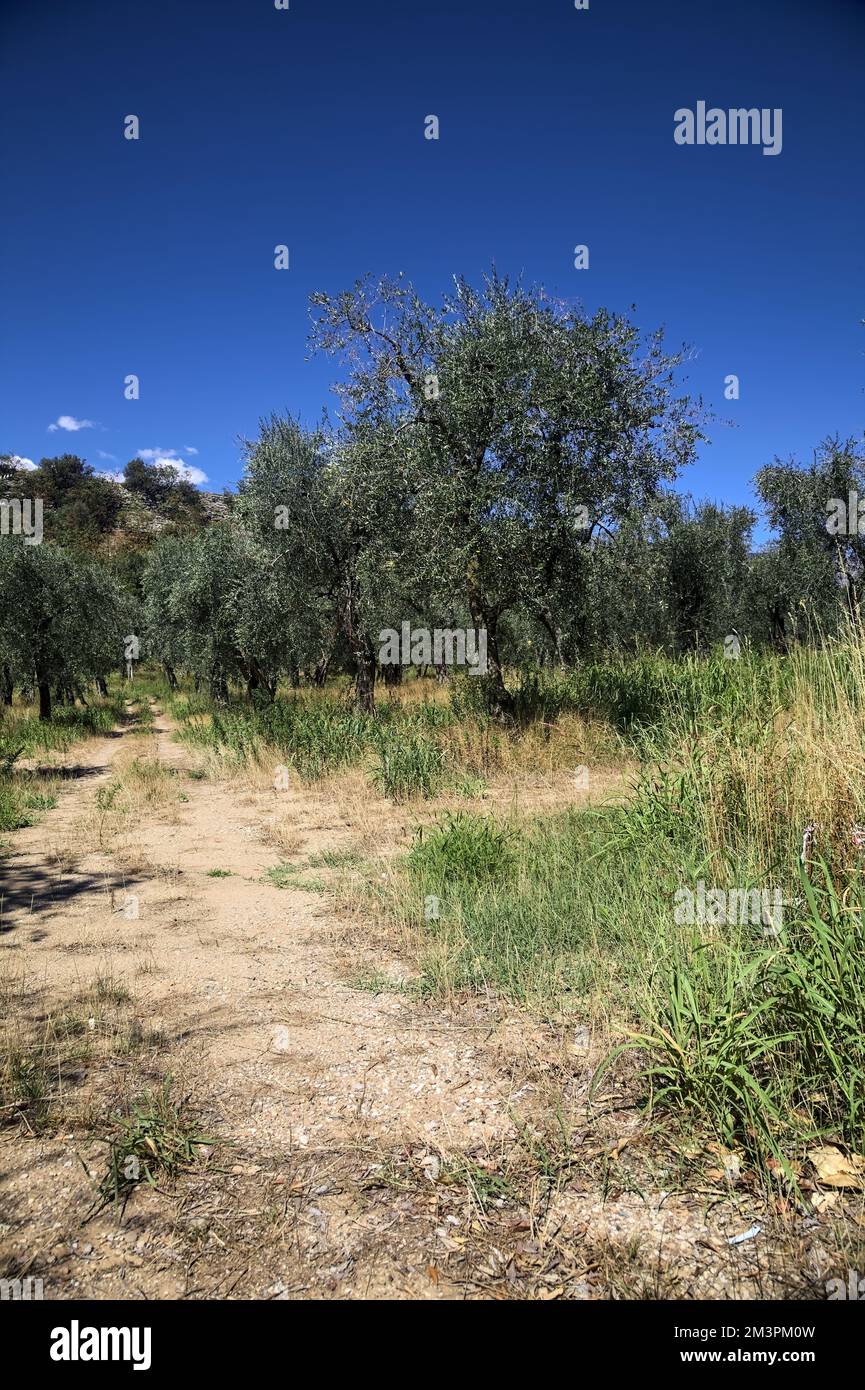 Olive tree grove on a cloudy day with a mountain ridge in the ...