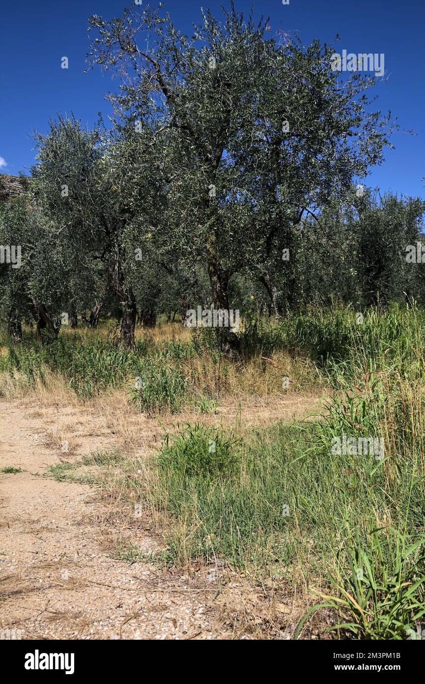 Olive tree grove on a cloudy day with a mountain ridge in the ...