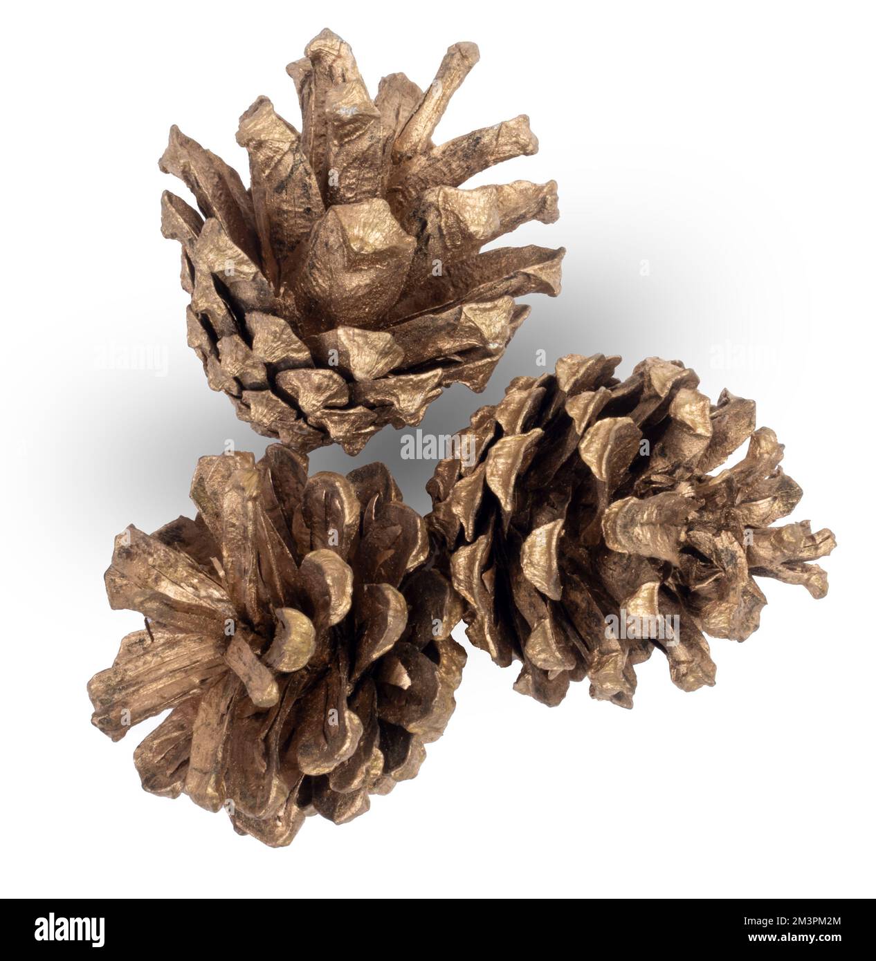 Three golden fir or pine cones, decorative element isolated on white ...