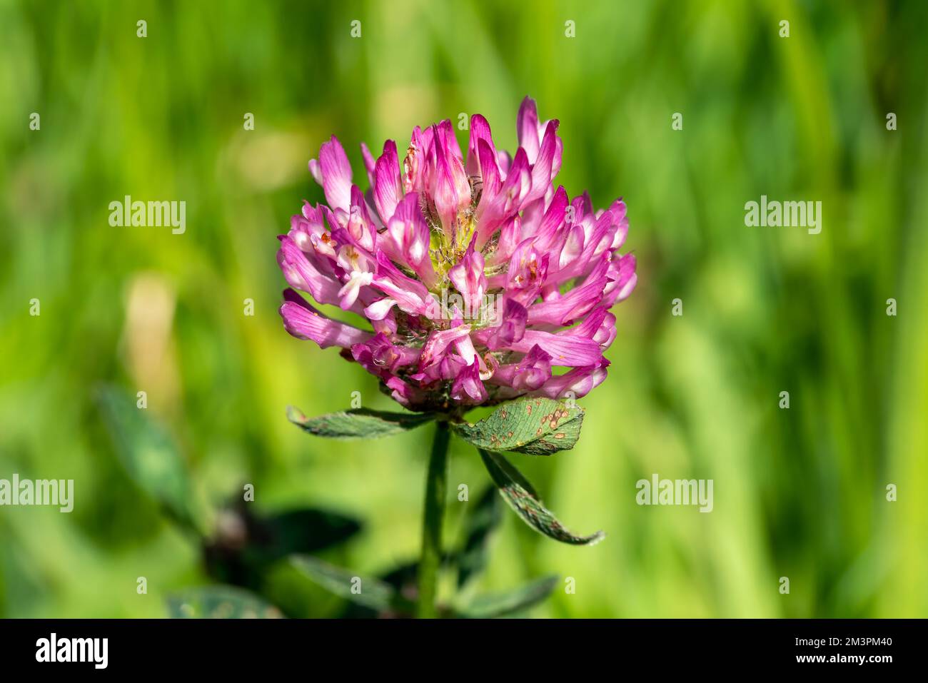 Red clover (Trifolium pratense) a summer autumn wildflower plant with a ...