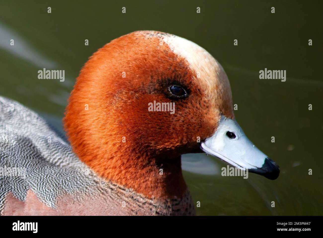 Eurasian wigeon (Mareca penelope) male which is a common dabbling duck ...