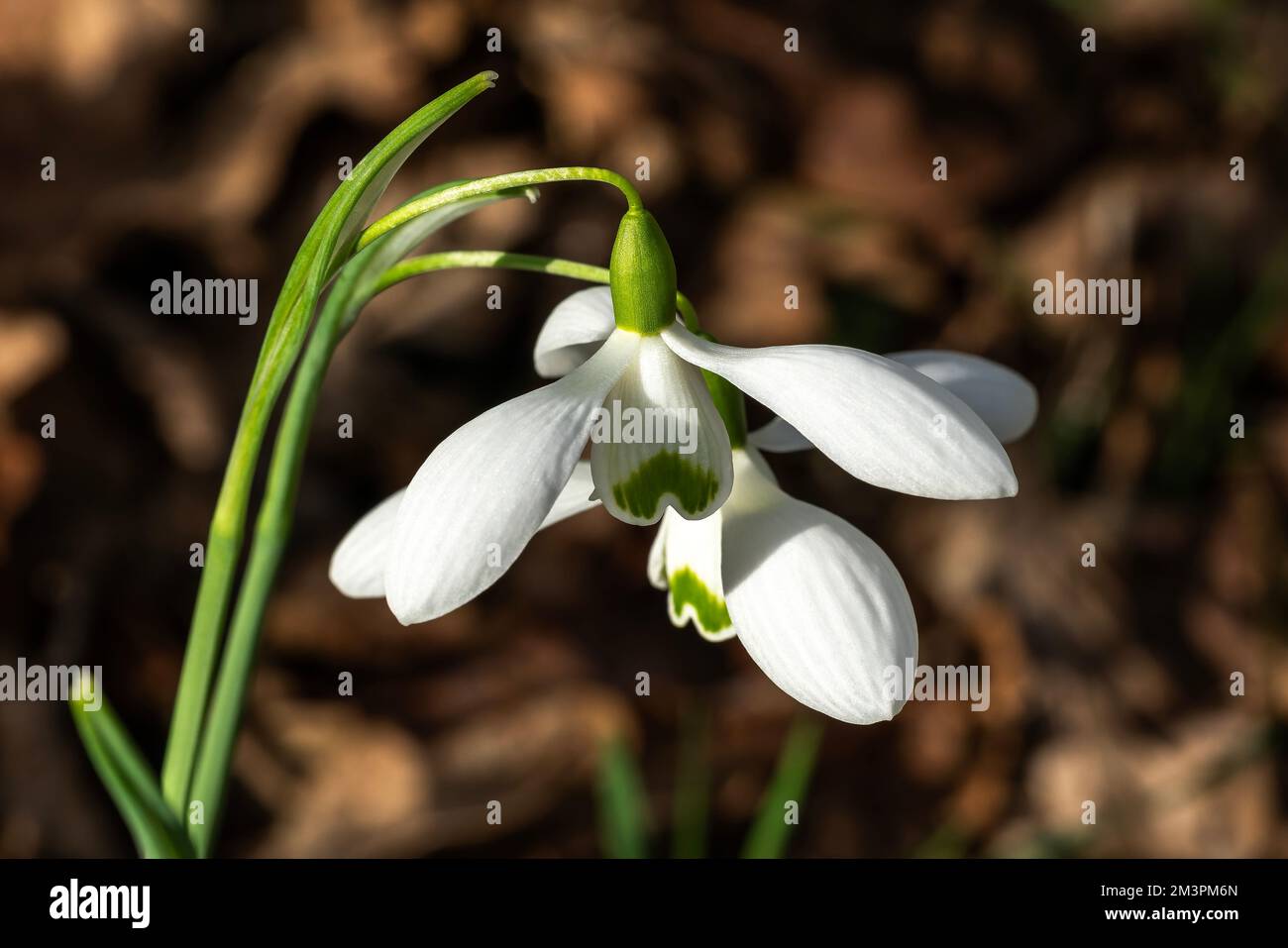Snowdrop (Galanthus) 'Galatea' a winter spring flowering plant with a ...