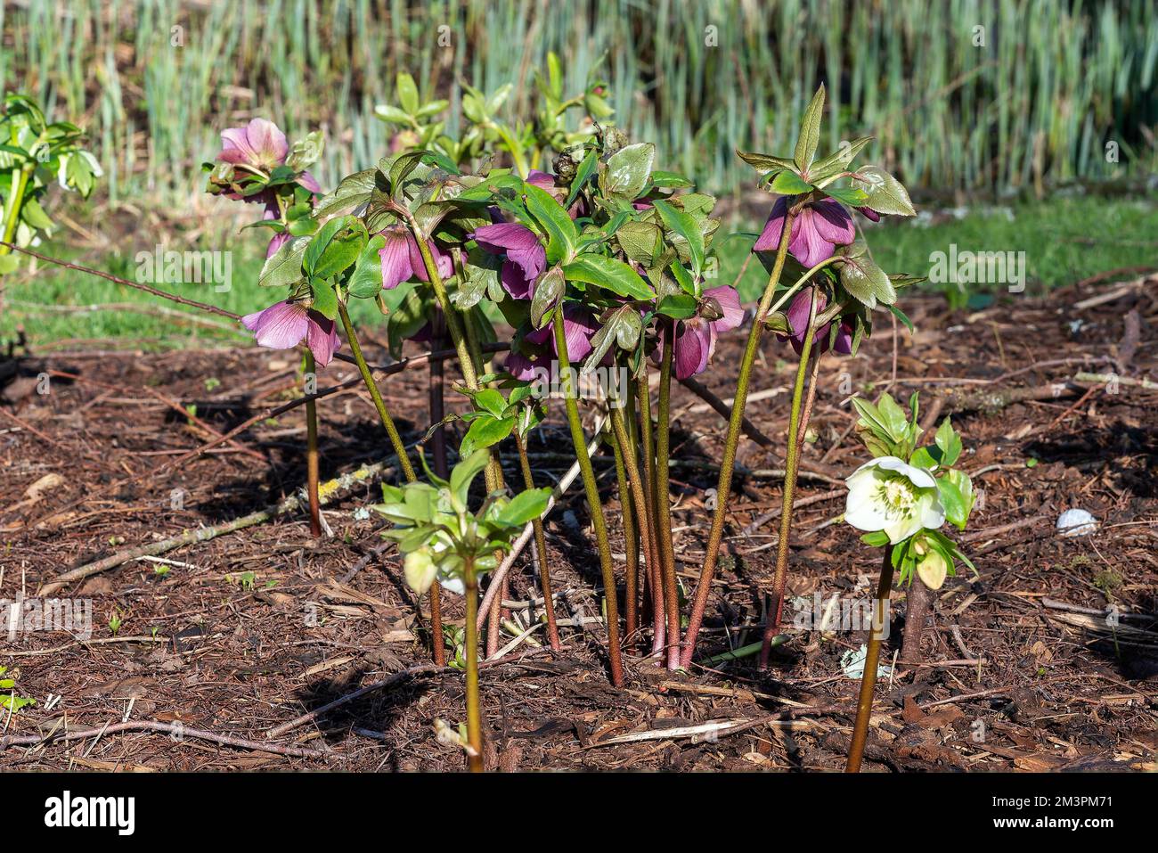Helleborus orientalis (hellebore) a winter spring flowering plant with ...