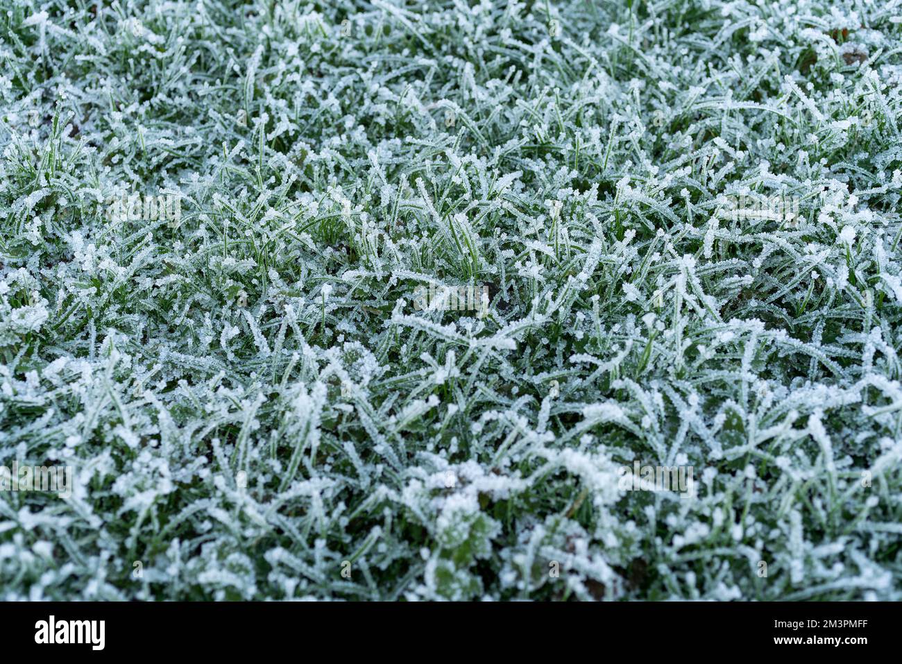 Morning frost on a frozen grass background during the winter snow ...
