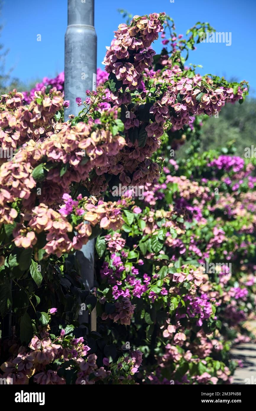 Bougainvillea in bloom growing on a fence Stock Photo - Alamy
