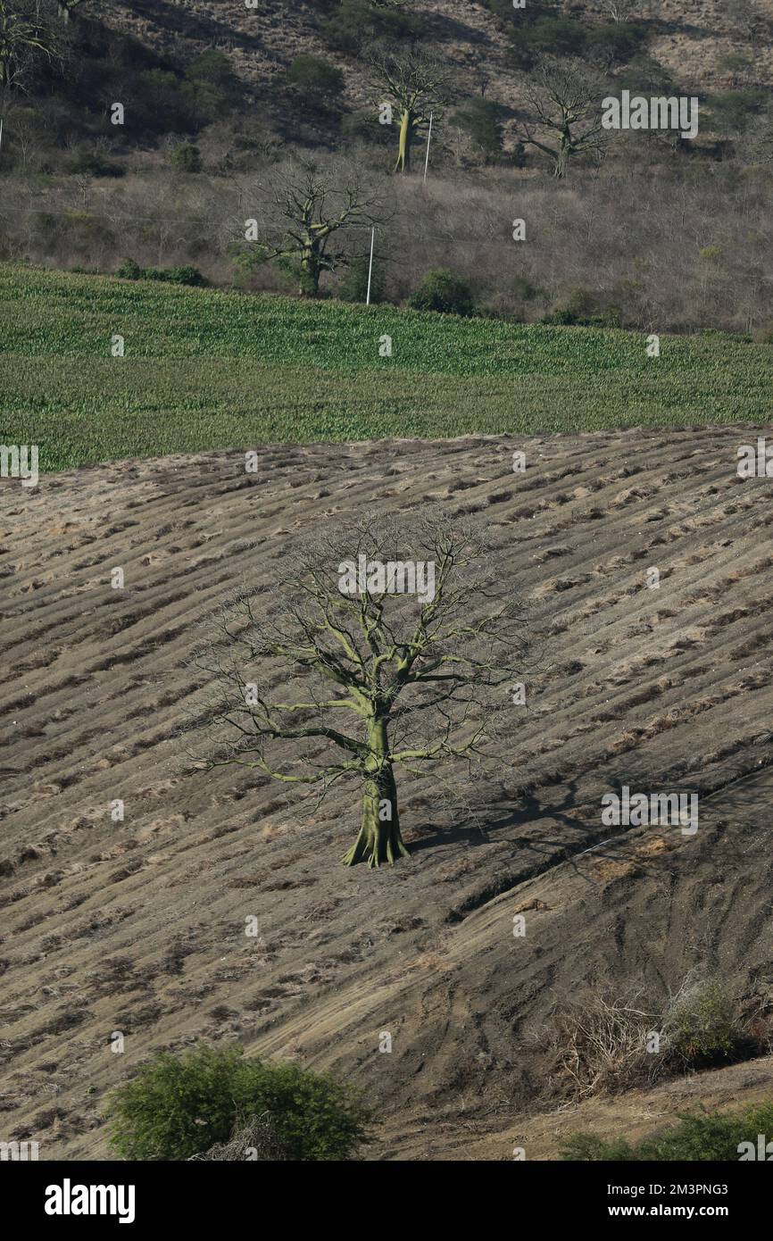 A lonely Kapok tree on a mountain in the coast of Ecuador with a corn ...