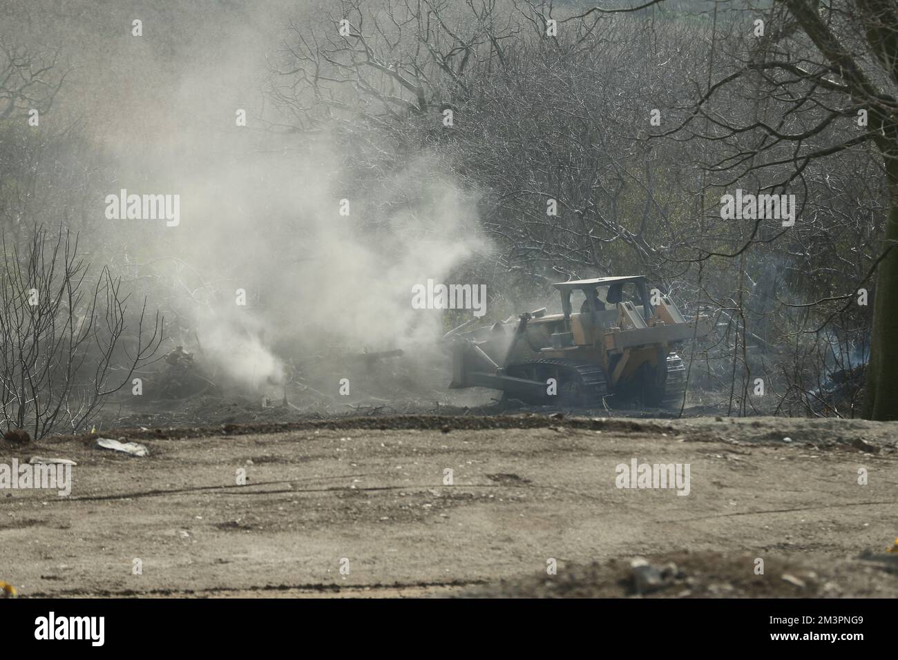 A deforestation on dry forest with loose dry dusty soil and dry trees ...
