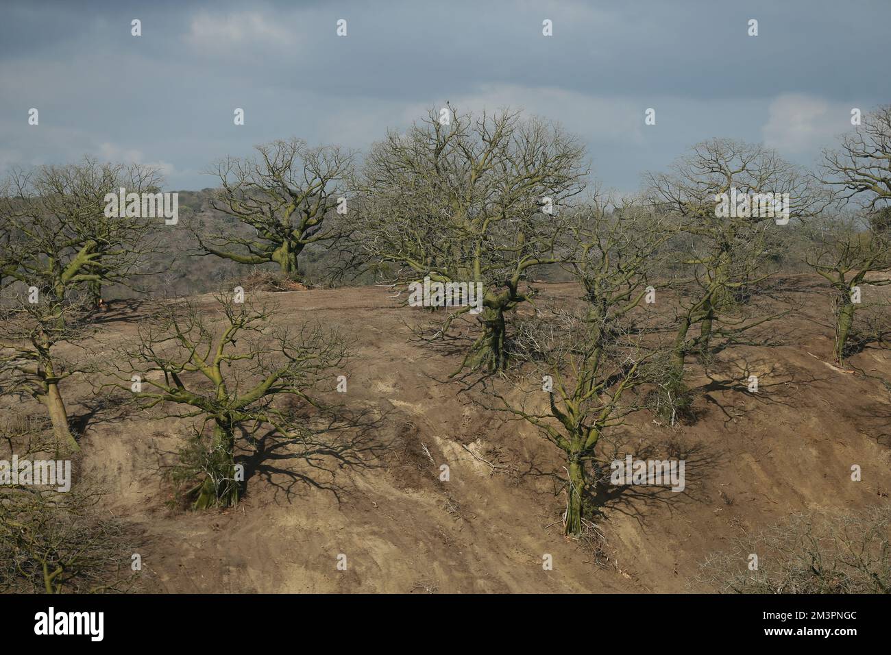 A group of kapok trees in the coast of Ecuador Stock Photo - Alamy