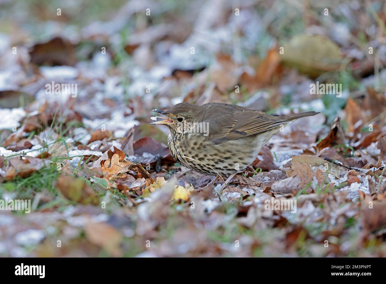 Song Thrush eating apples in the snow in the Forest of Dean ...