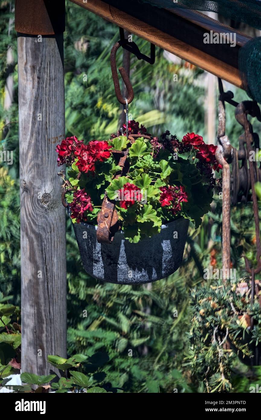 Potted geranium in bloom seen from the distance Stock Photo - Alamy
