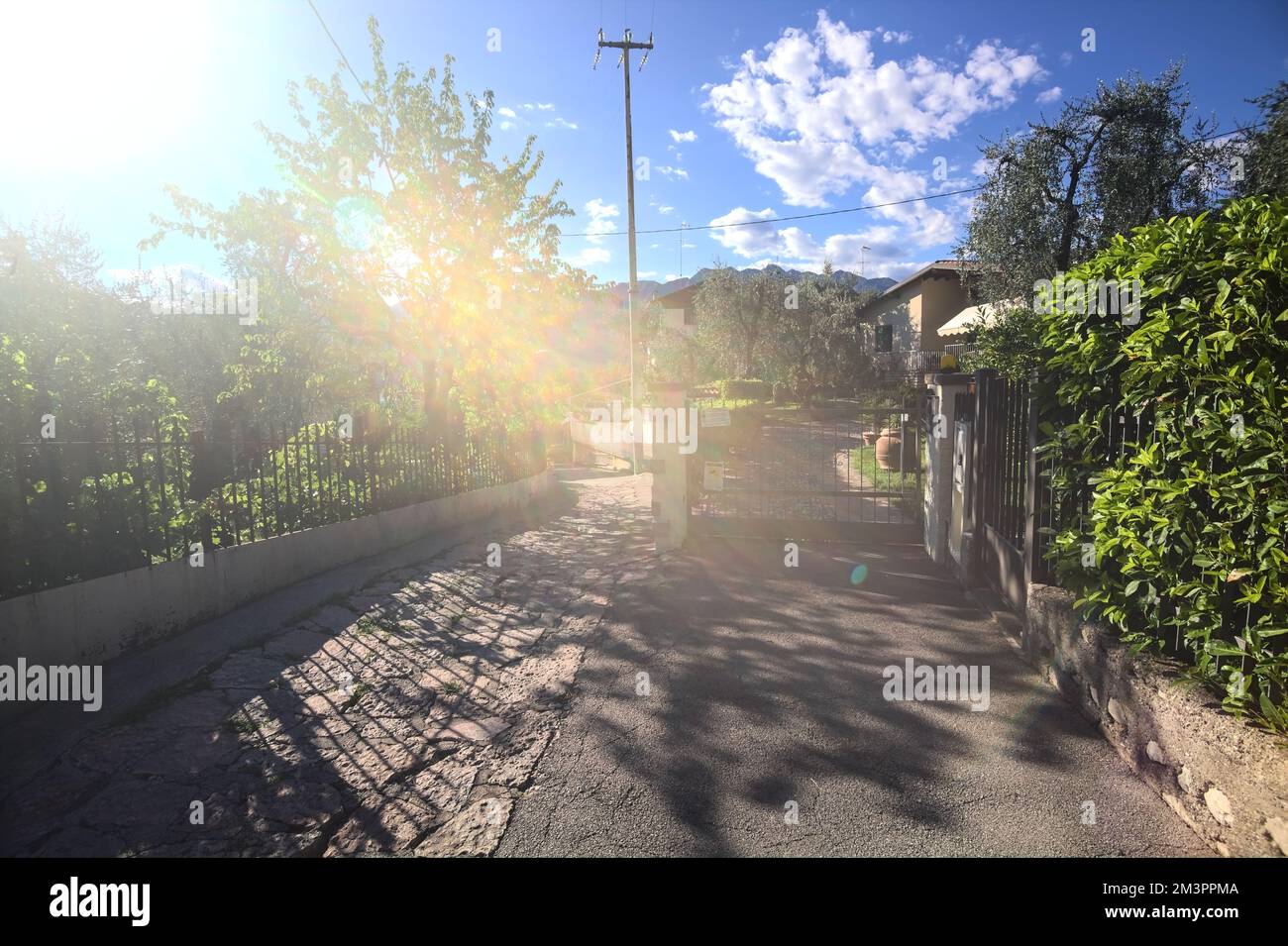 Climbing side road bordered by olive tree plantations in summer Stock ...