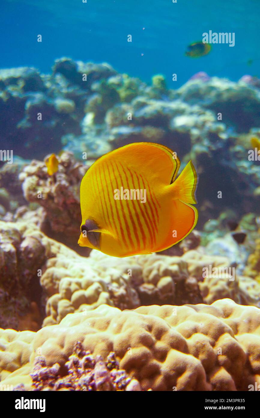 A beautiful pair of yellow butterfly fish colourful coral reef full of goldfish in the Red Sea ...
