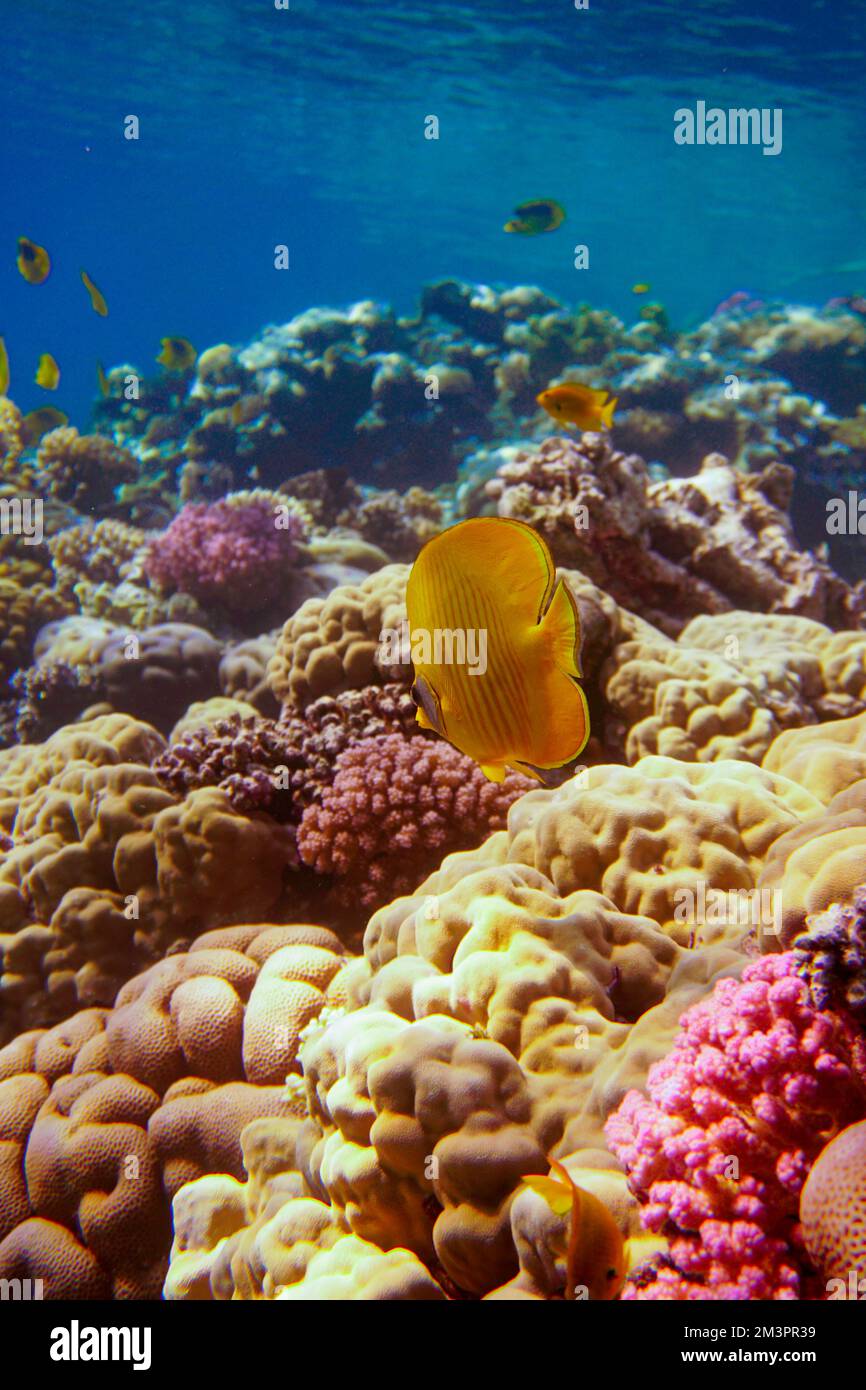 A beautiful pair of yellow butterfly fish colourful coral reef full of goldfish in the Red Sea ...